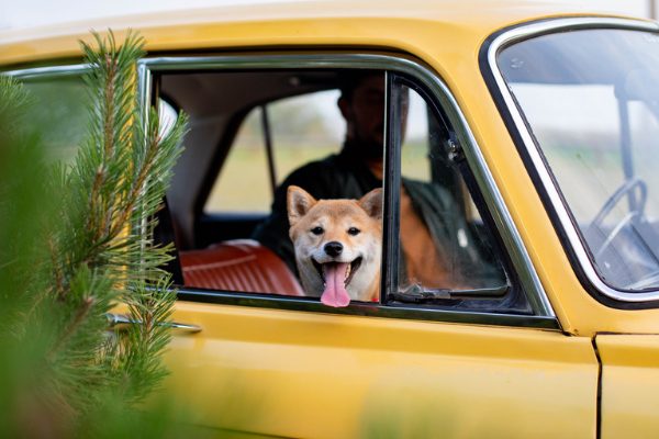 Long Weekend Escapes Pet-Friendly - Holidaying With Dogs